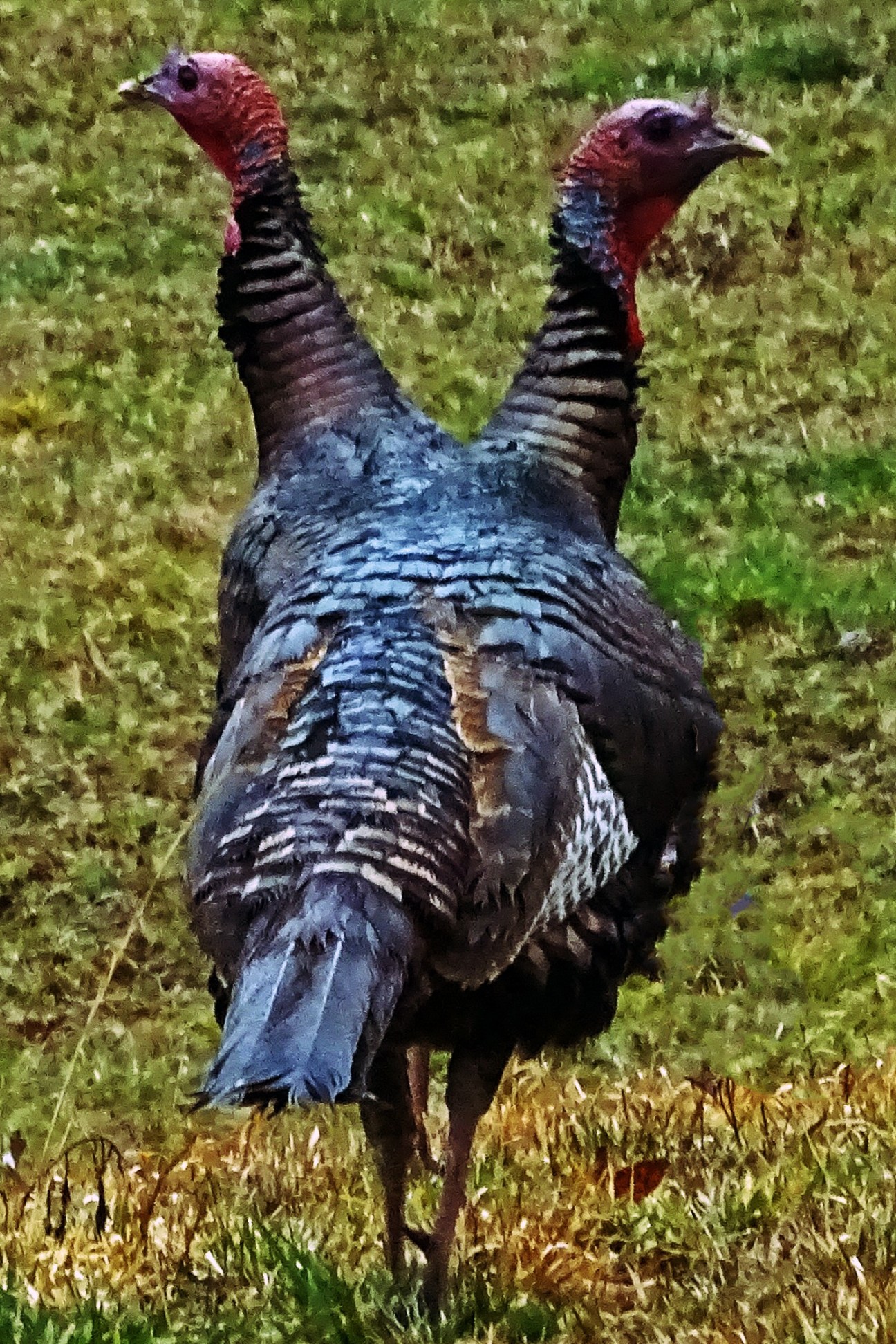 Fowl Up ??? – Abba's Art