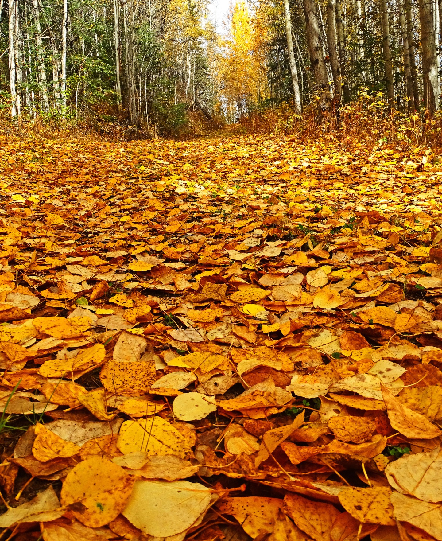 Nature’s Beauty Pageant – Abba's Art