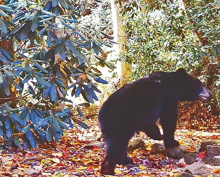 Smoky the Bear – Abba's Art