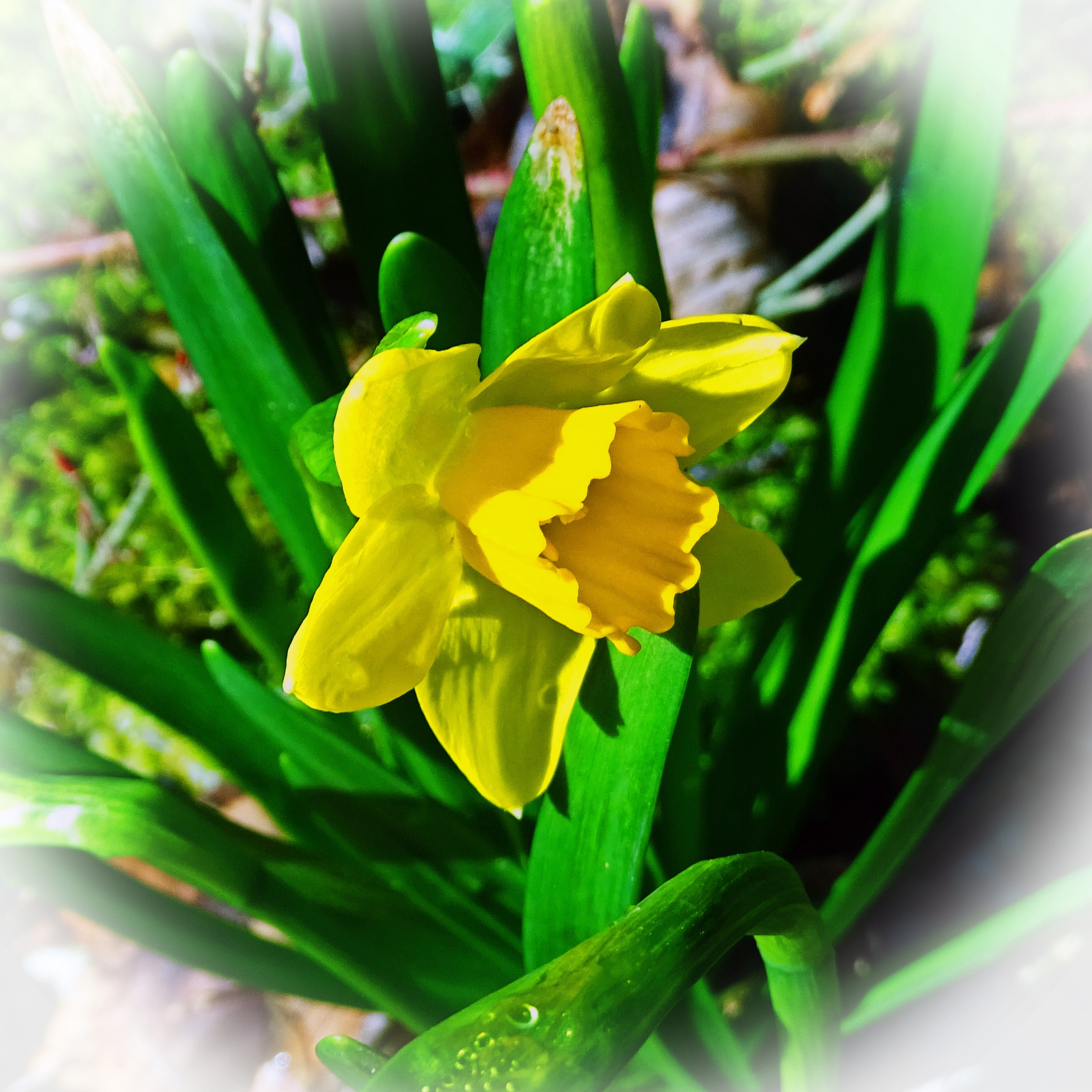 Silent Listening – Abba's Art