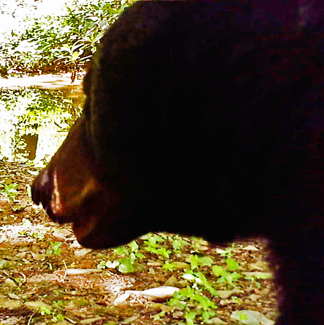 Bubba and Beefus – Abba's Art